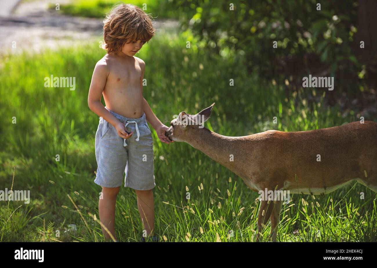 Child feeding fawn deer outdoor. Pretty boy with baby animal at park ...