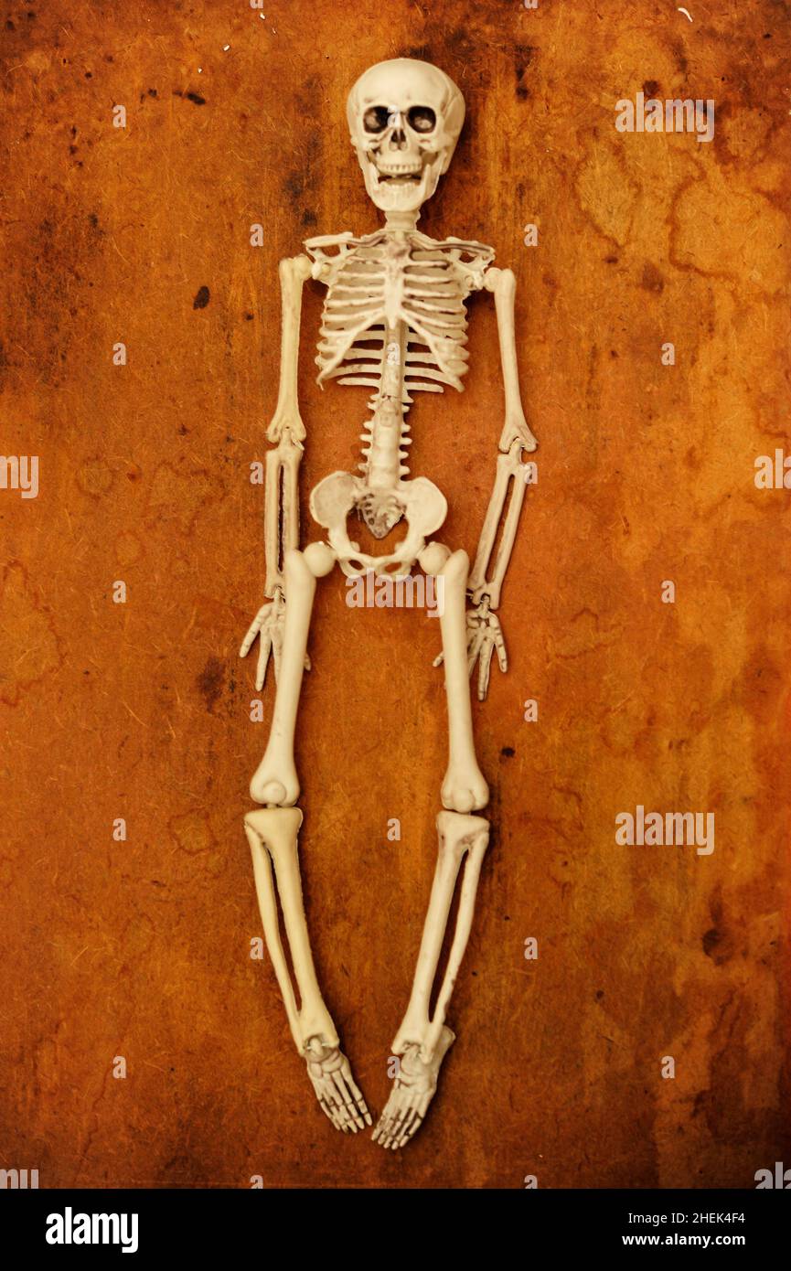 human skeleton toy, horror and Halloween concept Stock Photo - Alamy