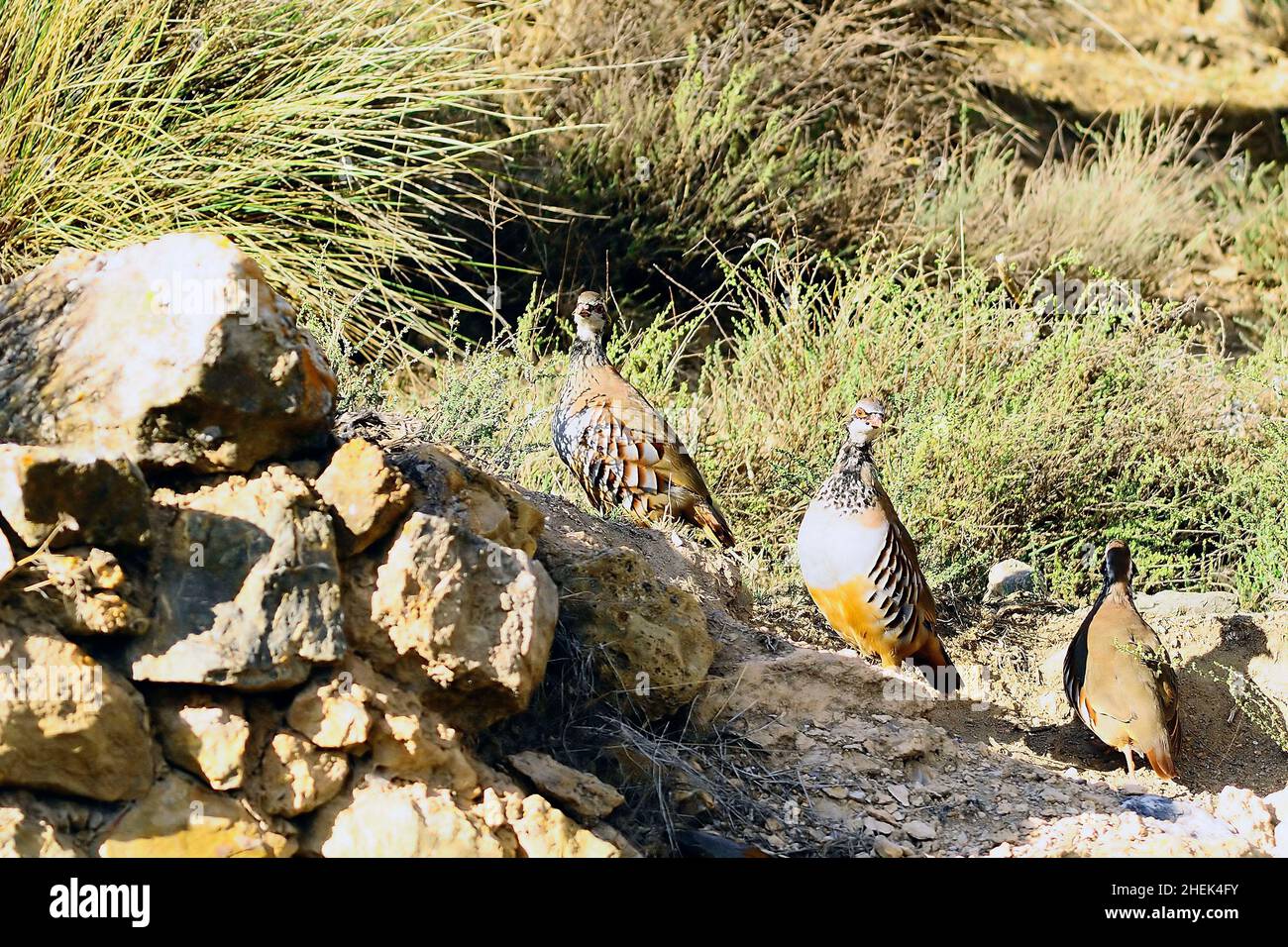 The red-legged partridge is a species of galliform bird in the ...