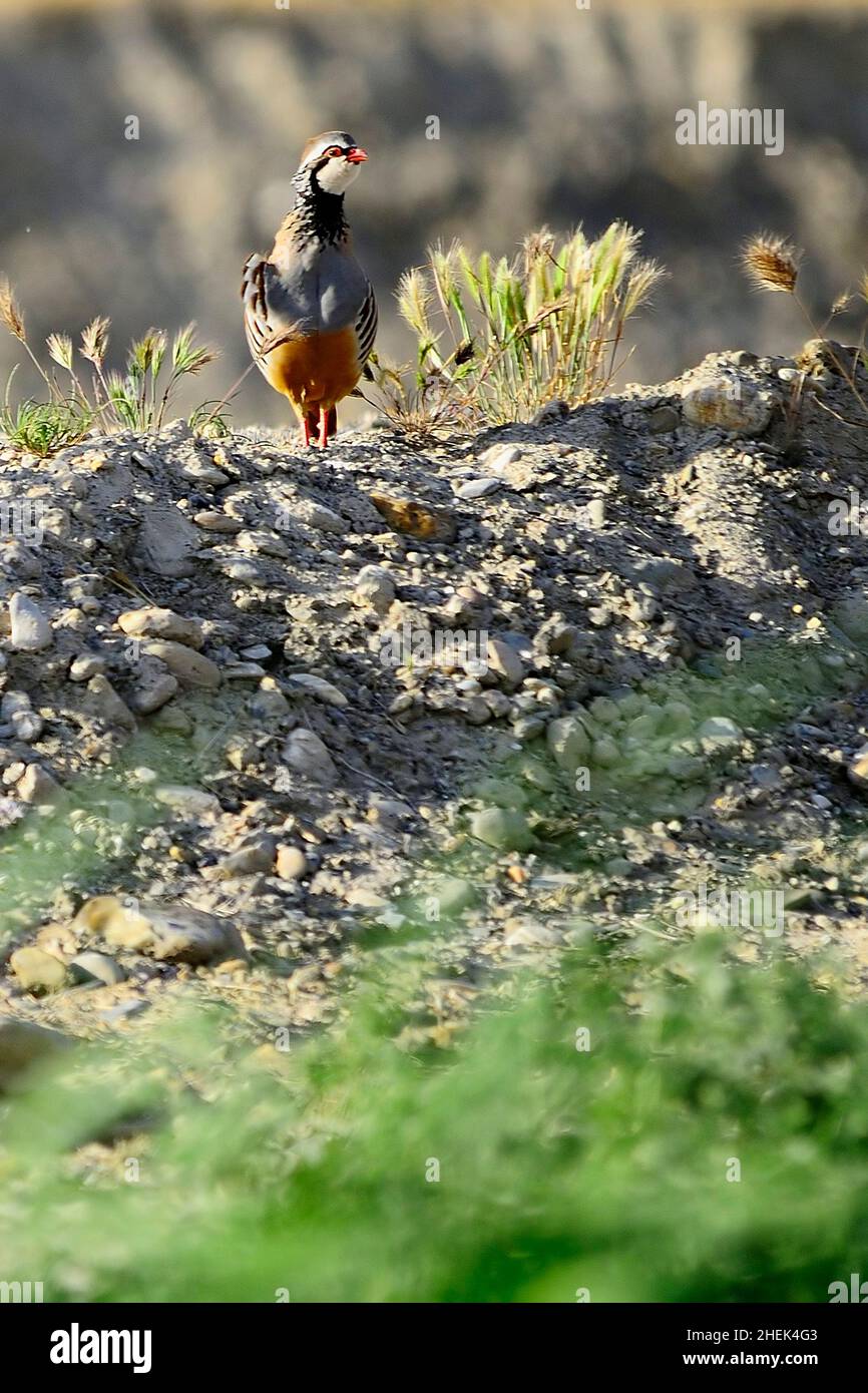 The red-legged partridge is a species of galliform bird in the ...