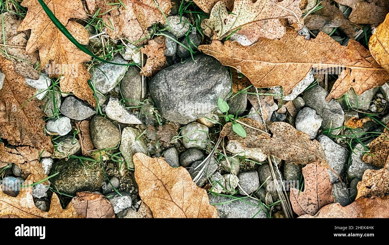 Beautiful vertical backgrounds with autumn leaves and greens Stock ...