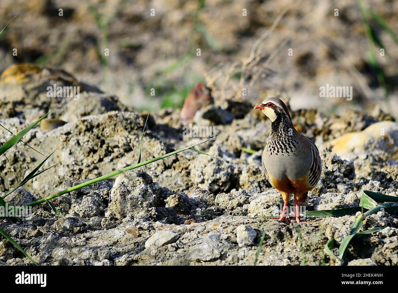 The red-legged partridge is a species of galliform bird in the ...
