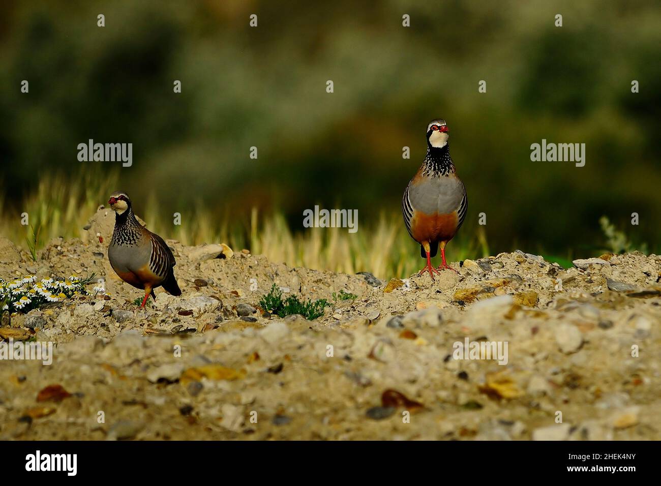 The red-legged partridge is a species of galliform bird in the ...
