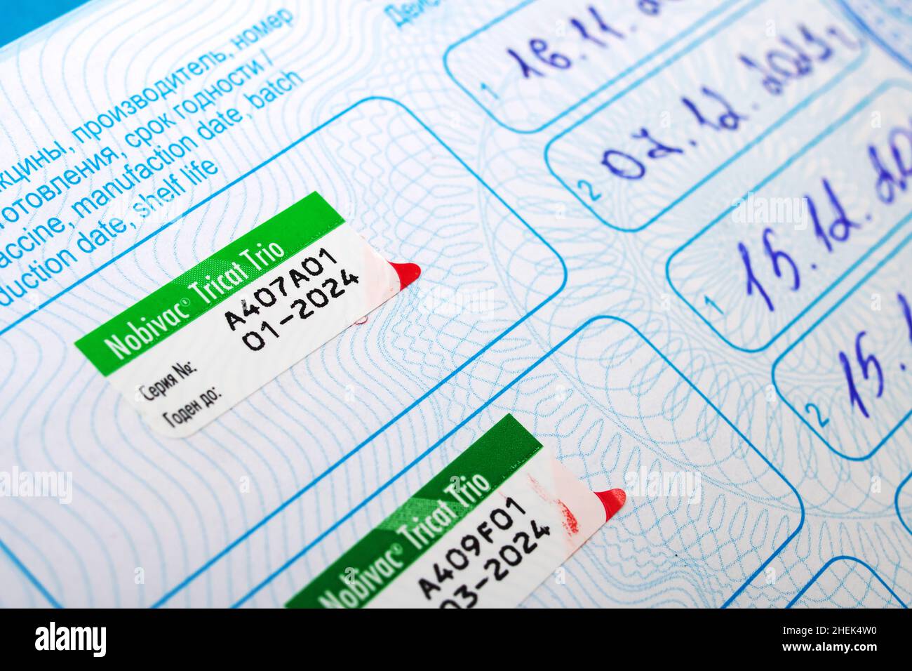 Belarus, Novopolotsk - 11 january, 2022: Veterinary passport with ...