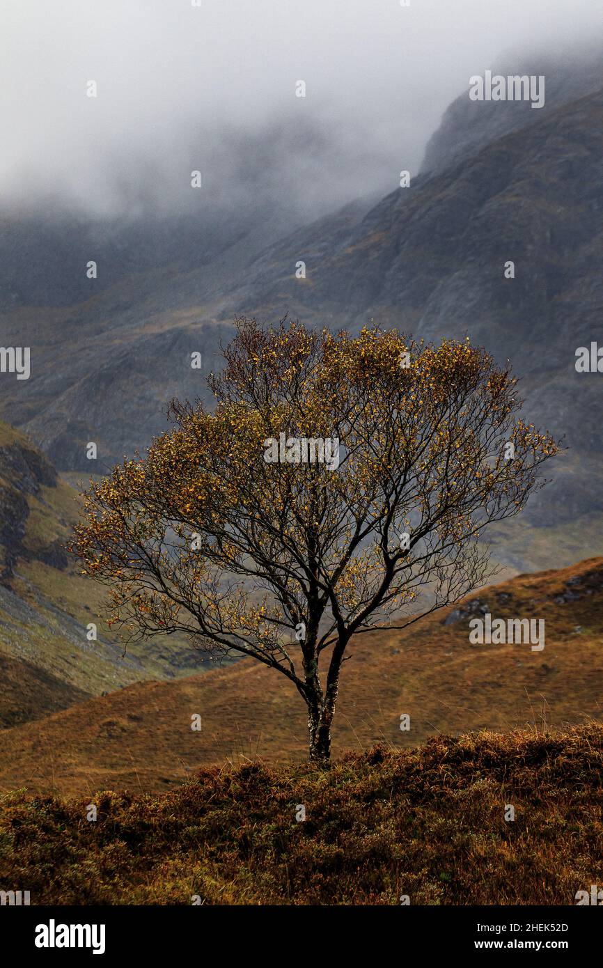 Blà Bheinn (Blaven) and lone tree, Isle of Skye, Scotland Stock Photo ...