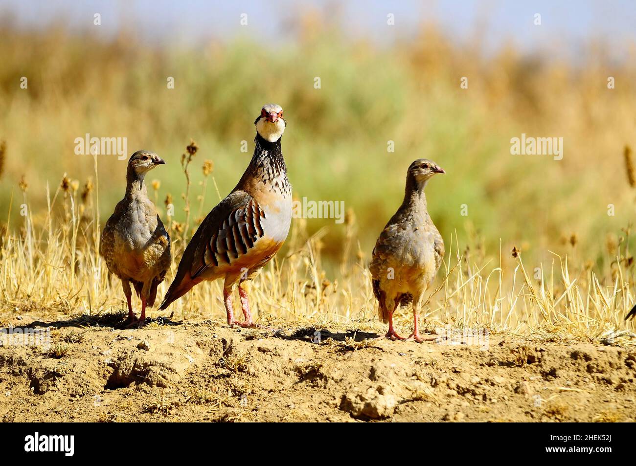 The red-legged partridge is a species of galliform bird in the ...