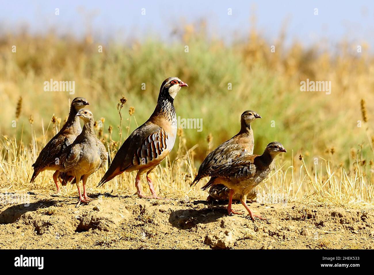 The red-legged partridge is a species of galliform bird in the ...