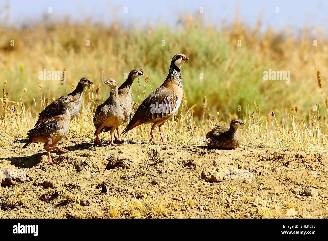 The red-legged partridge is a species of galliform bird in the ...