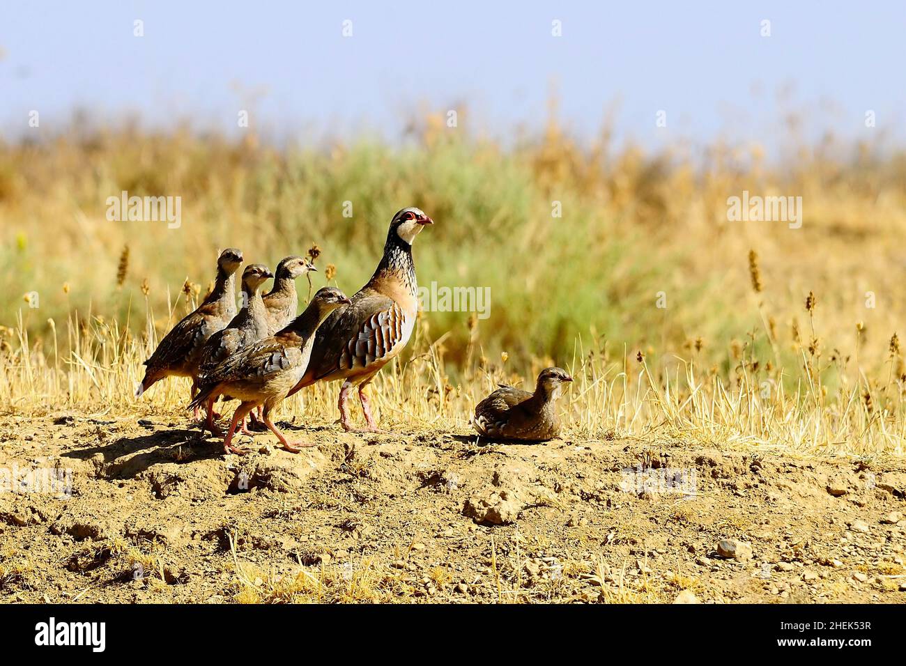 The red-legged partridge is a species of galliform bird in the ...