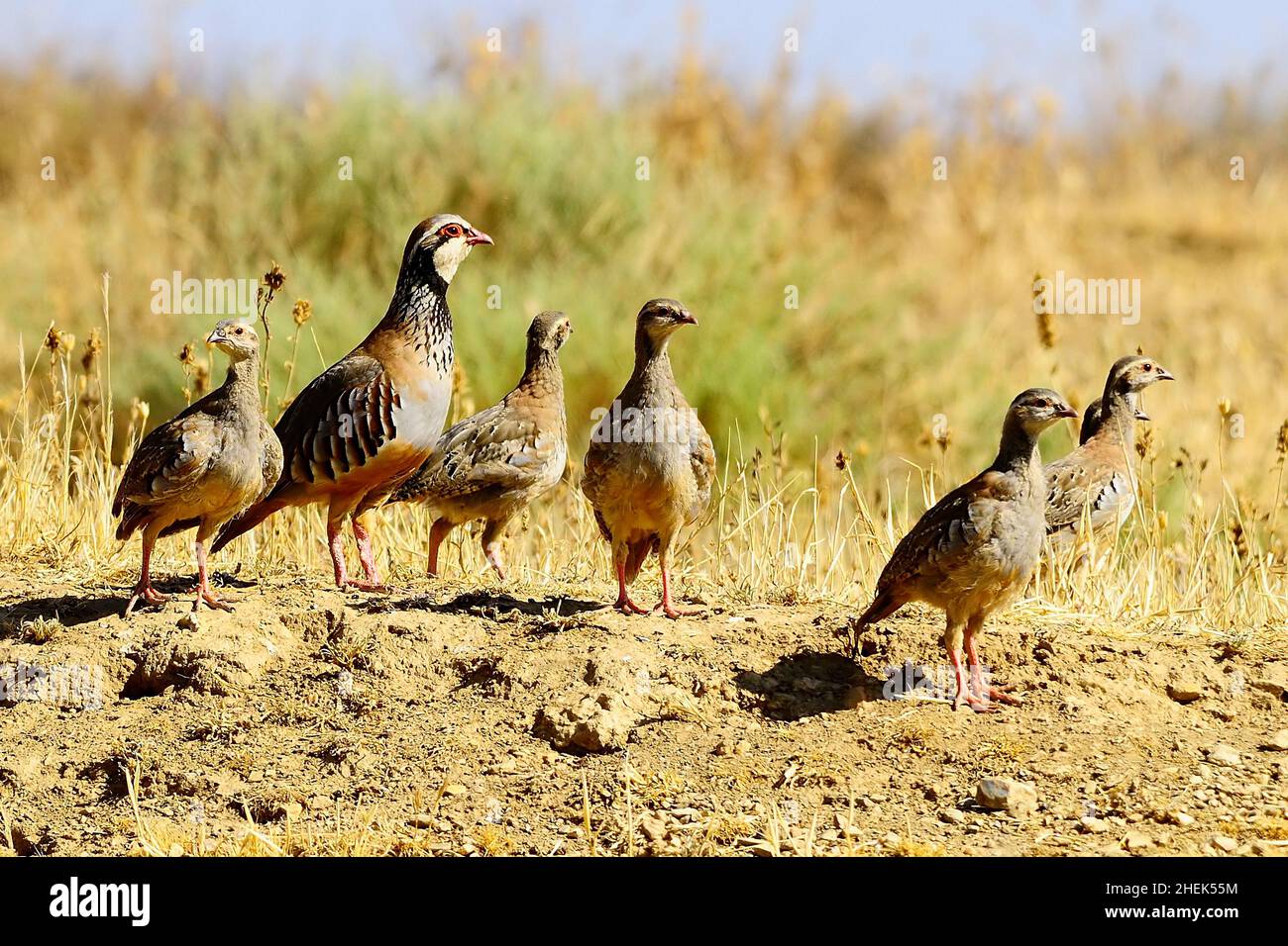 The red-legged partridge is a species of galliform bird in the ...