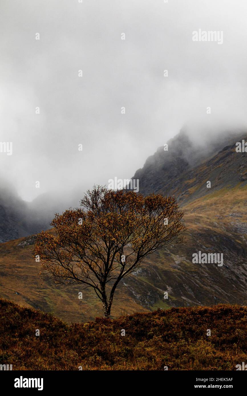 Lone tree scottish highlands skye hi-res stock photography and images ...