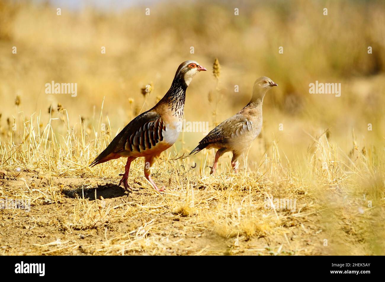 The red-legged partridge is a species of galliform bird in the ...