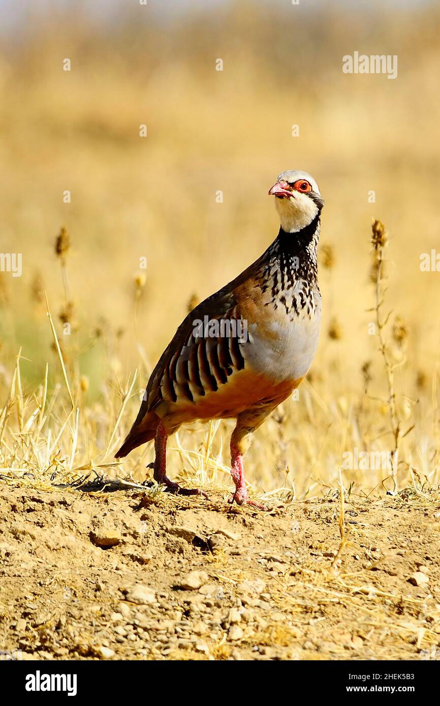 The red-legged partridge is a species of galliform bird in the ...