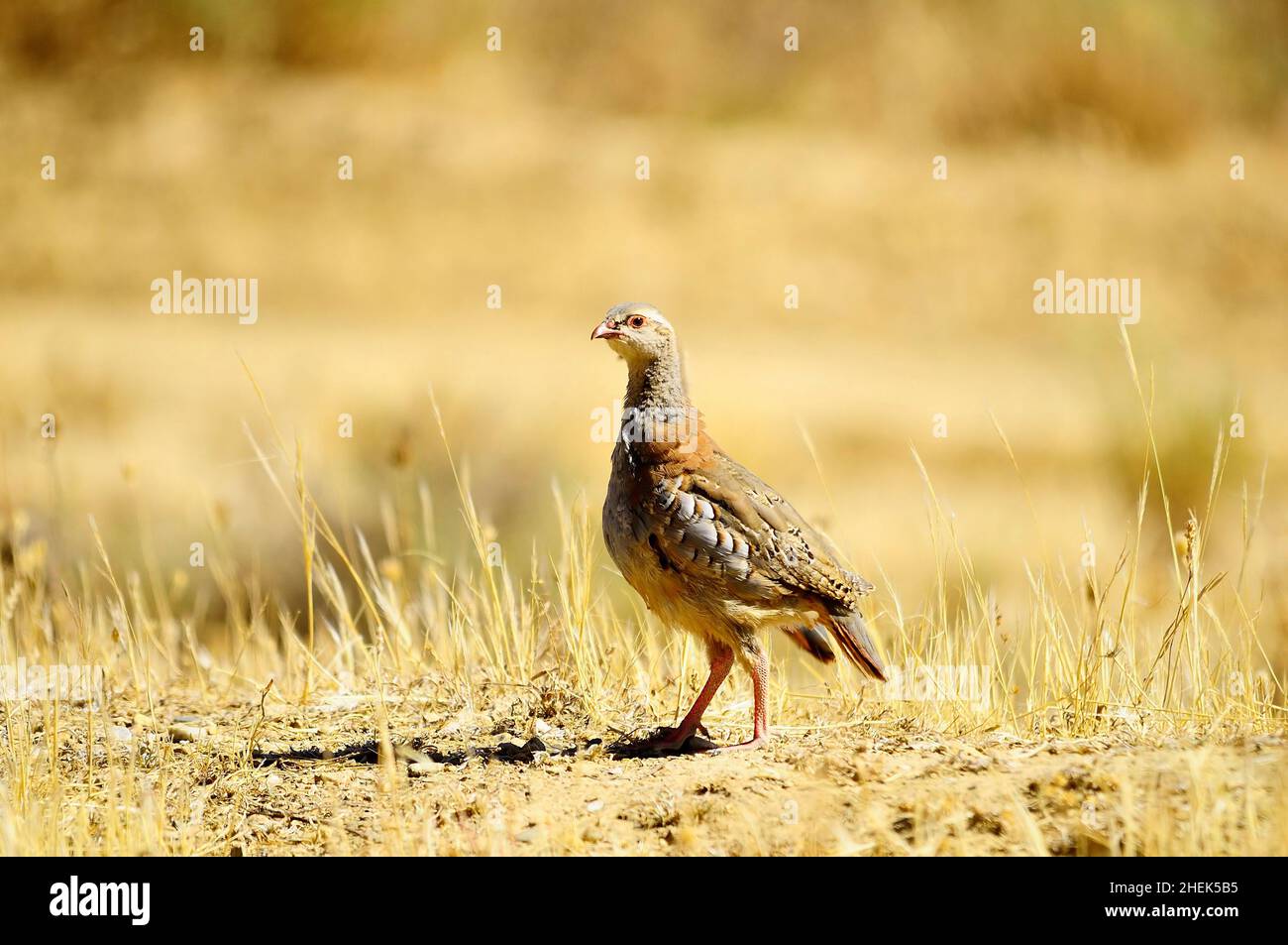 The red-legged partridge is a species of galliform bird in the ...