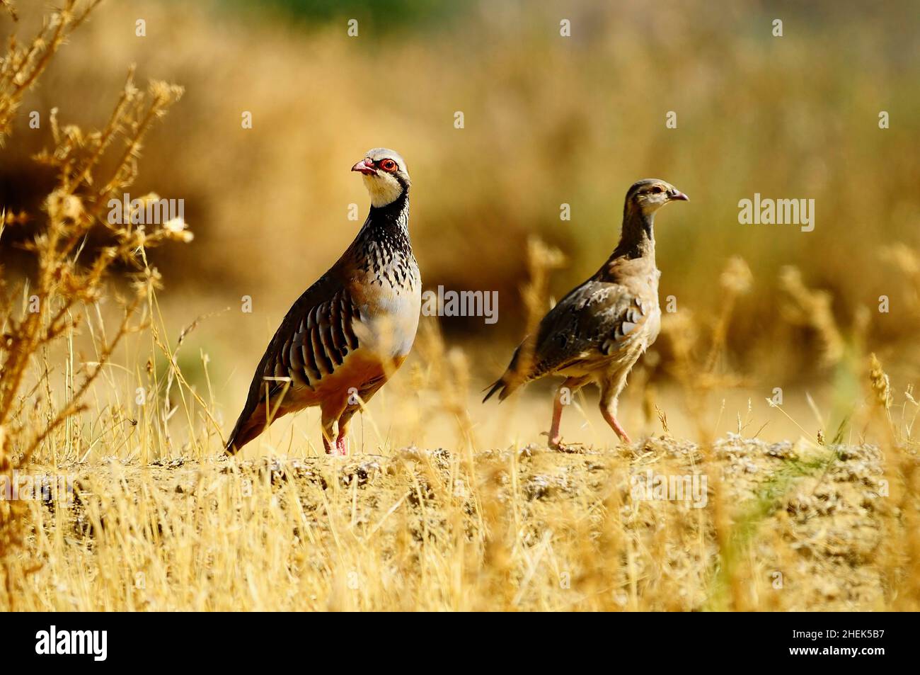 The red-legged partridge is a species of galliform bird in the ...