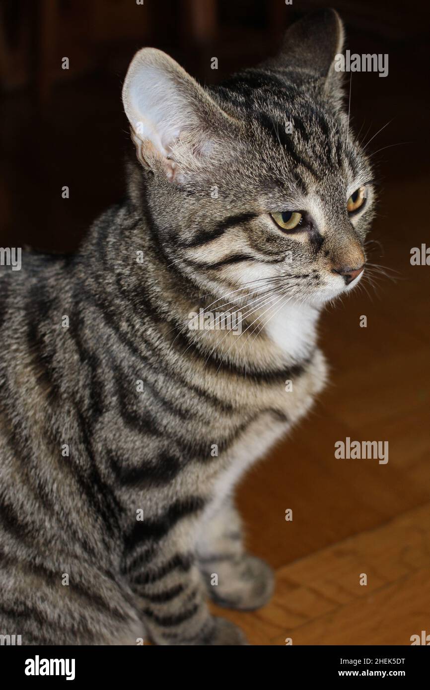 portrait of a stern tabby cat Stock Photo - Alamy
