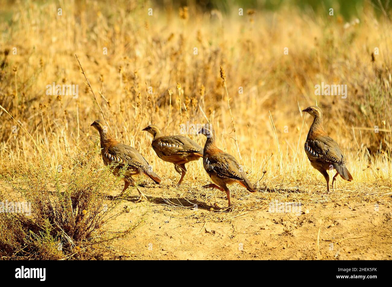 The red-legged partridge is a species of galliform bird in the ...