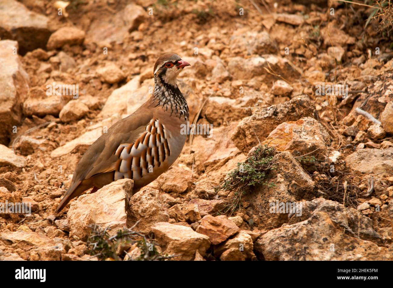 The red-legged partridge is a species of galliform bird in the ...