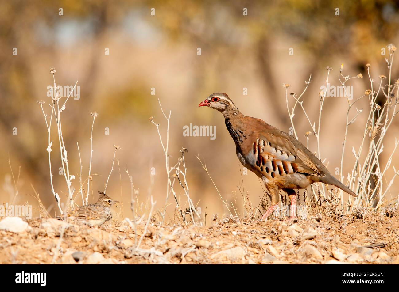 The red-legged partridge is a species of galliform bird in the ...