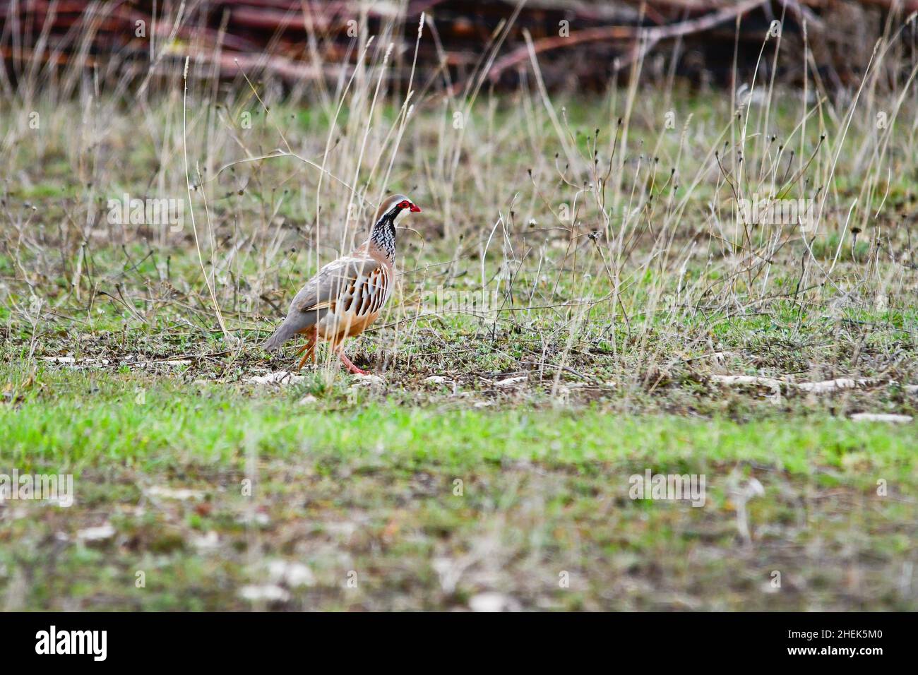 Flying partridge hi-res stock photography and images - Alamy