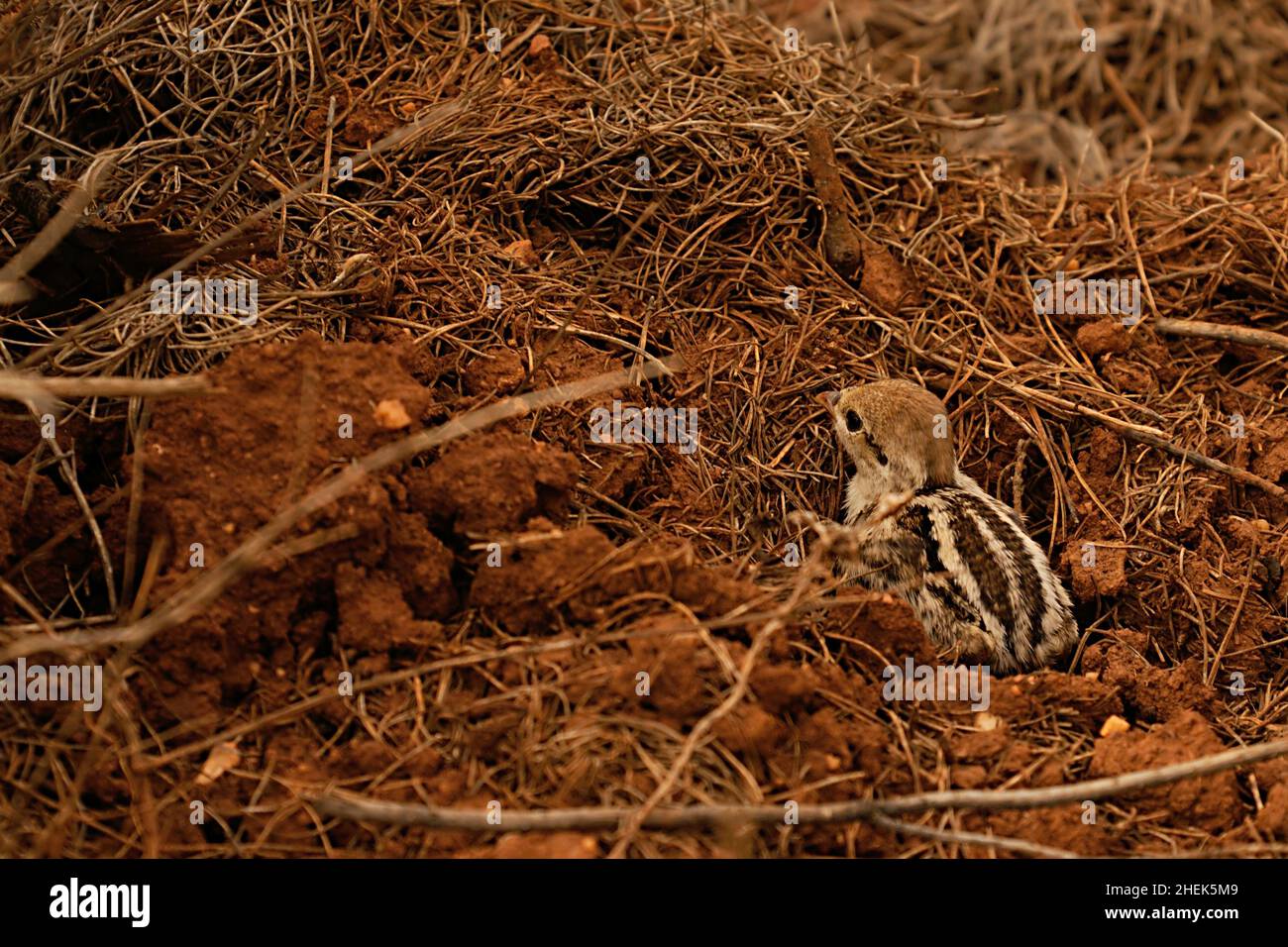 The red-legged partridge is a species of galliform bird in the ...
