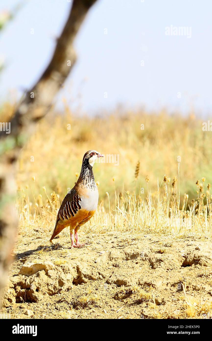 The red-legged partridge is a species of galliform bird in the ...