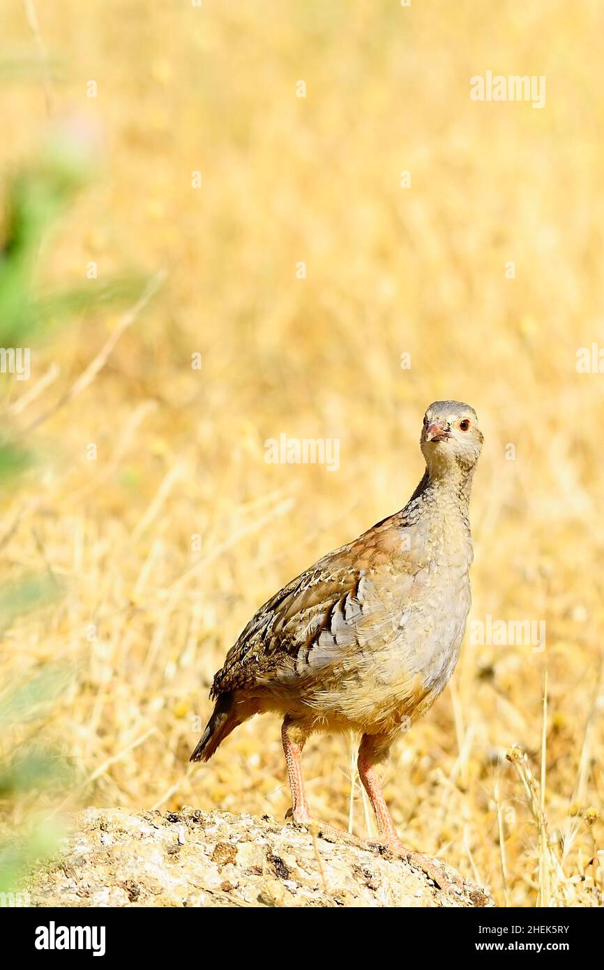 The red-legged partridge is a species of galliform bird in the ...