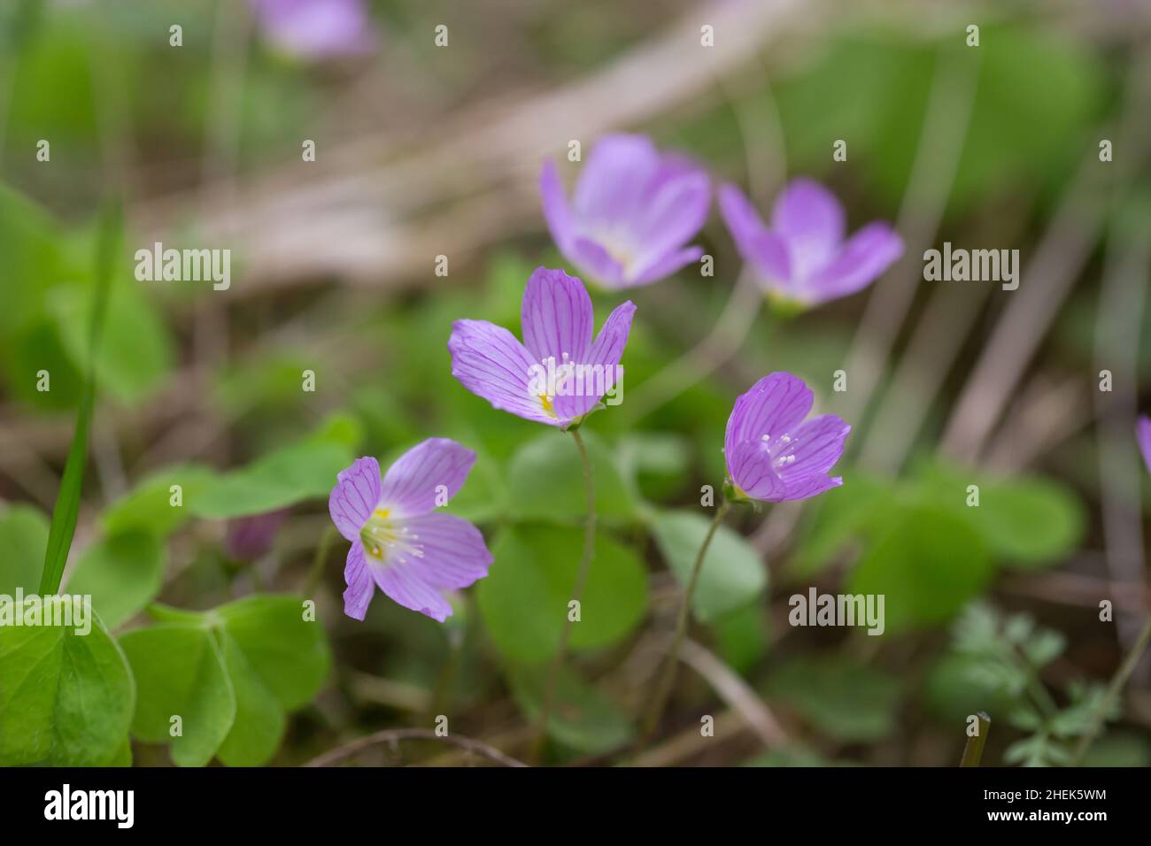 Wood sorrel (Oxalis acetosella) pink form growing wild in Finland Stock ...