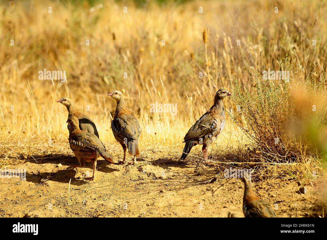 The red-legged partridge is a species of galliform bird in the ...