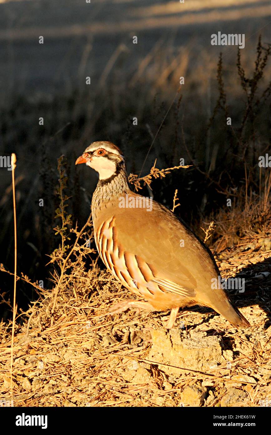The red-legged partridge is a species of galliform bird in the ...