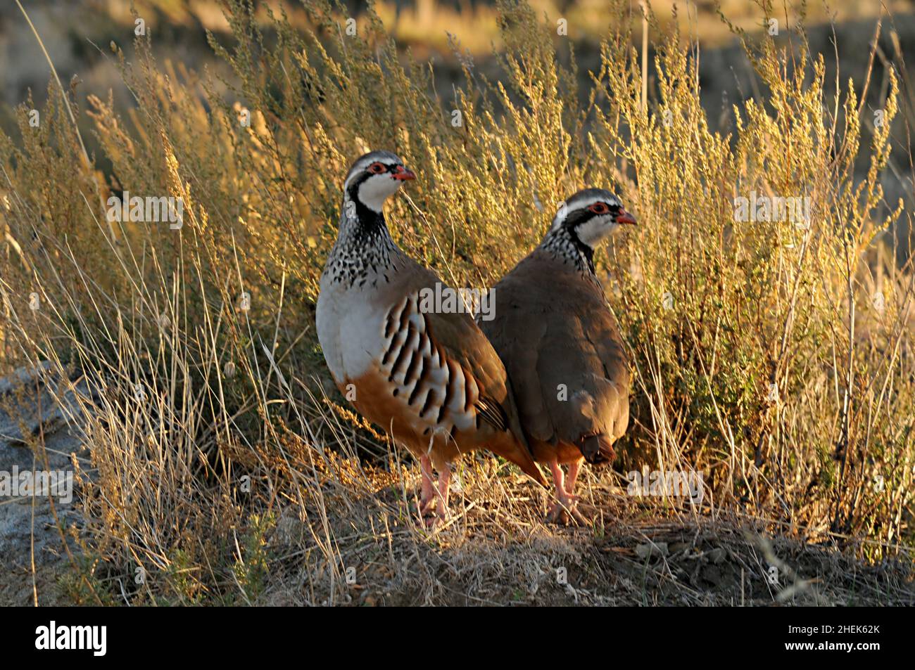 The red-legged partridge is a species of galliform bird in the ...