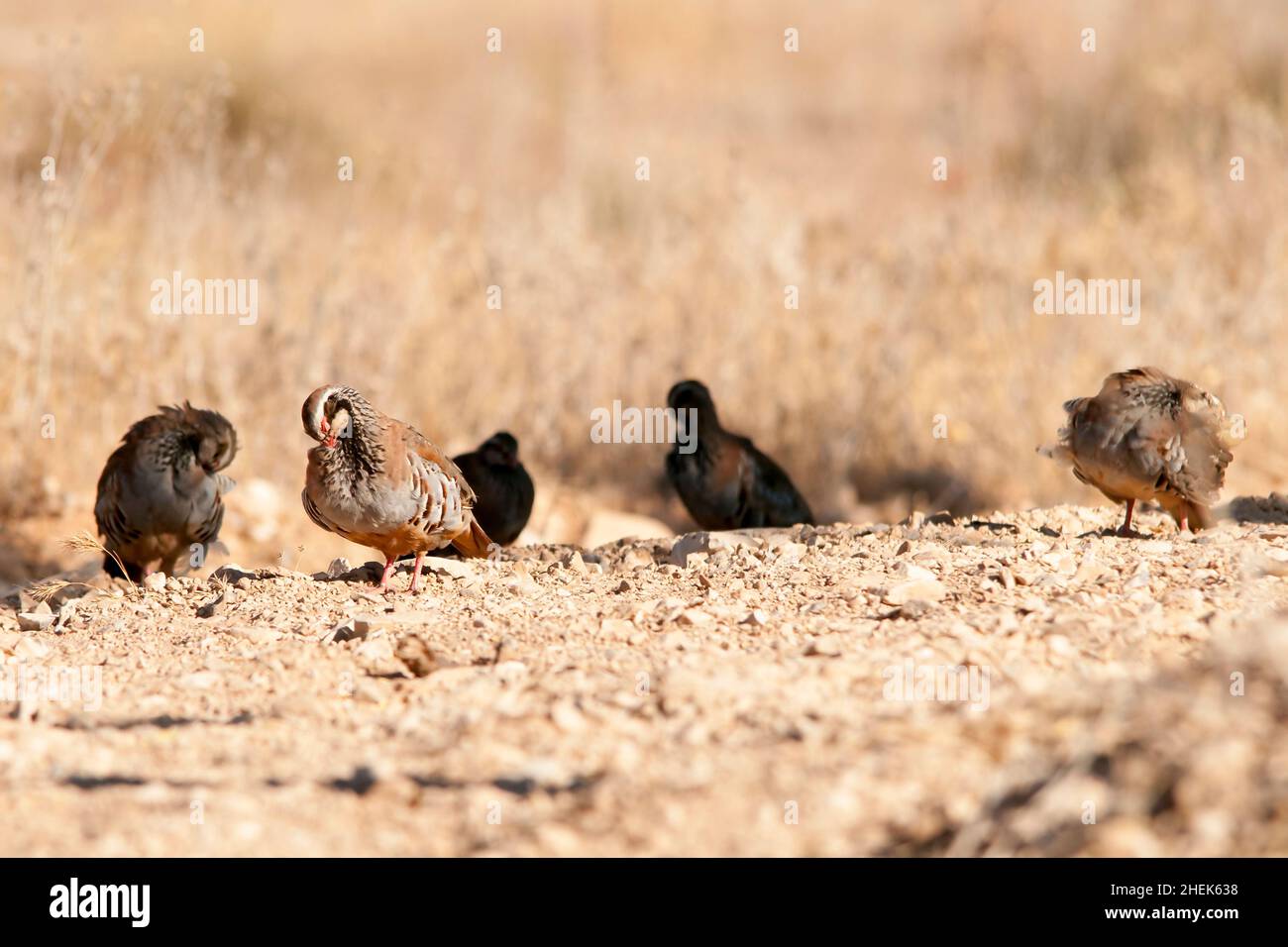 The red-legged partridge is a species of galliform bird in the ...