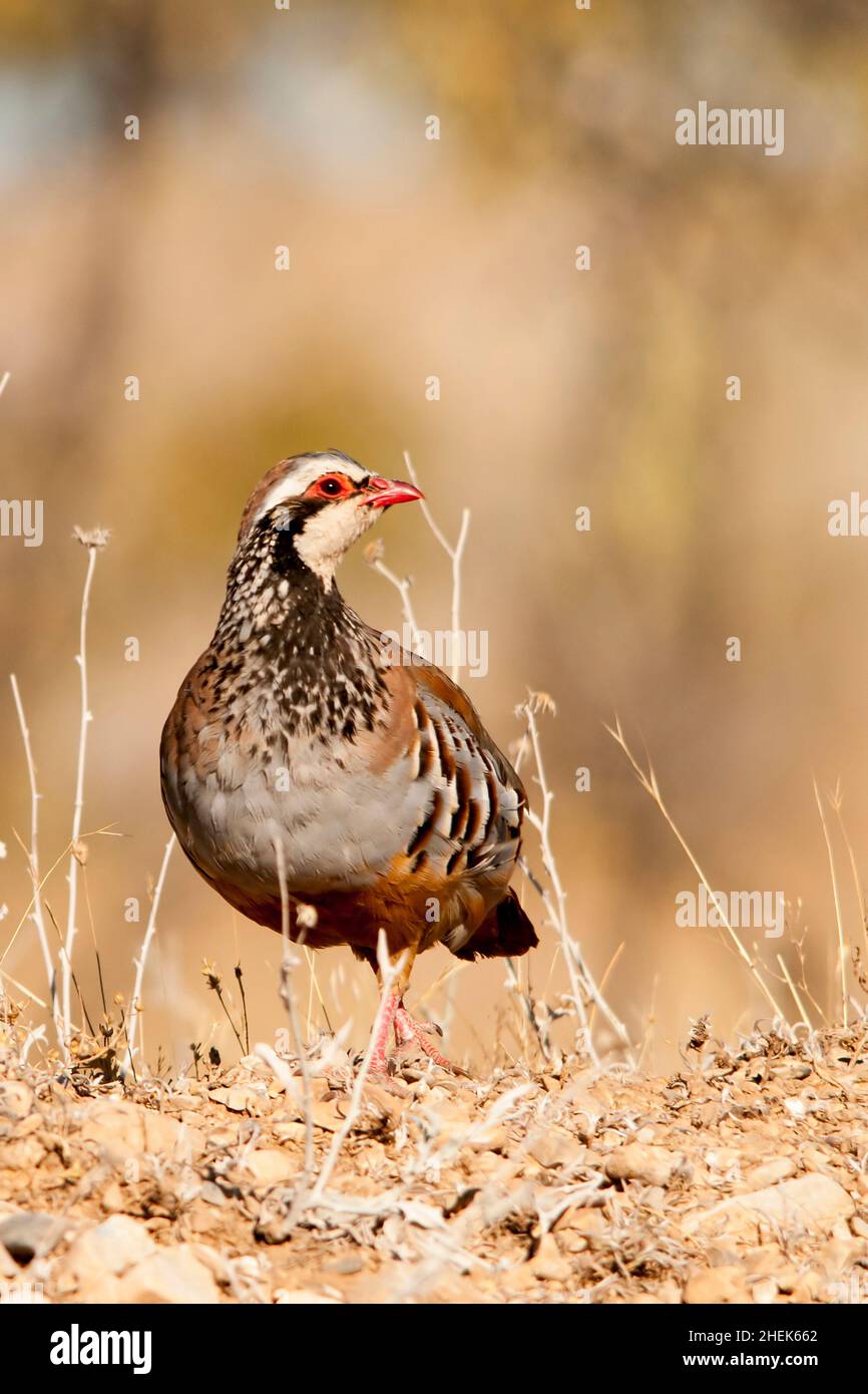 The red-legged partridge is a species of galliform bird in the ...