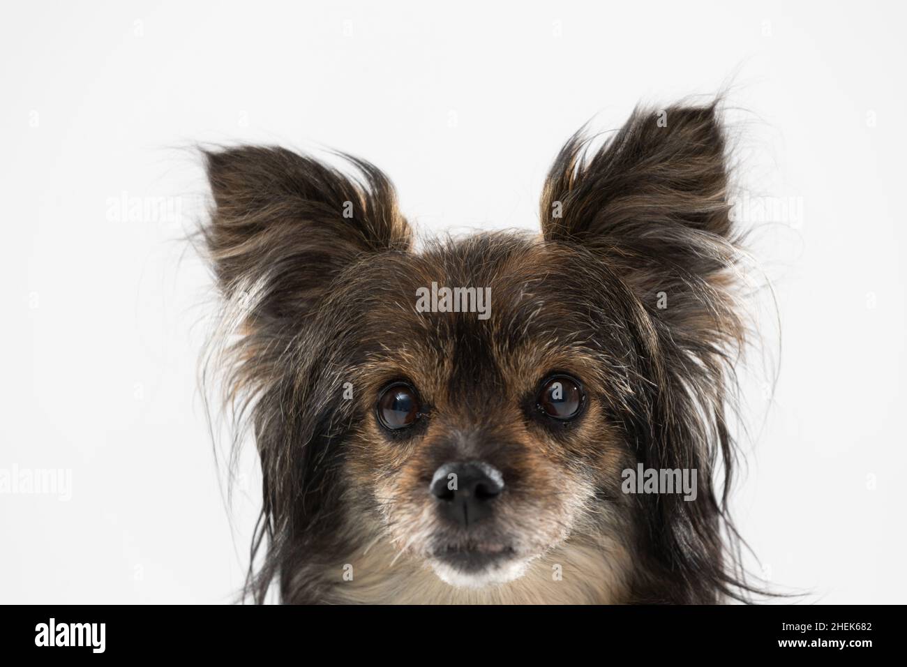 Portrait of just the head of a female dog with ears sticking up which ...