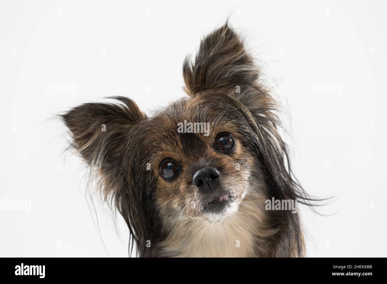 Portrait of a dog that is curious and tilts its head to the side. A ...