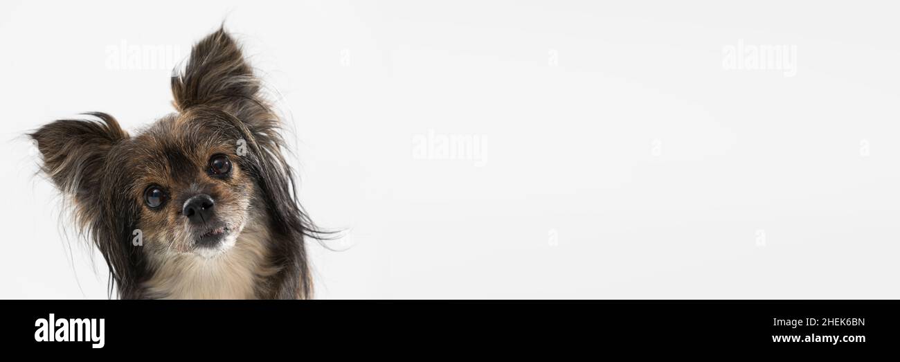 Panoramic portrait of a dog that is curious and tilts its head to the ...