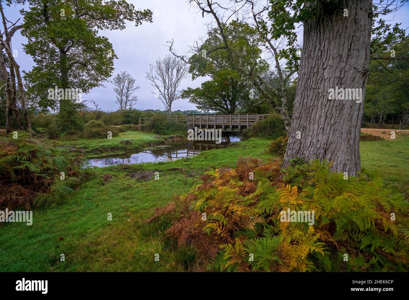 A footbridge across a stream during autumn in The New Forest National ...