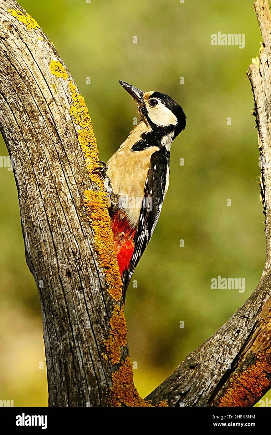 The great spotted woodpecker is a species of bird in the Picidae family ...