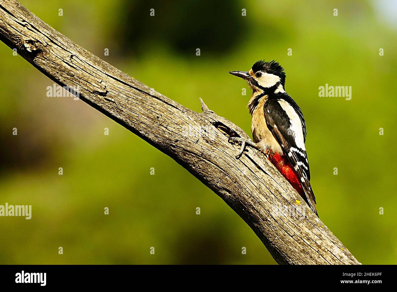 The great spotted woodpecker is a species of bird in the Picidae family ...