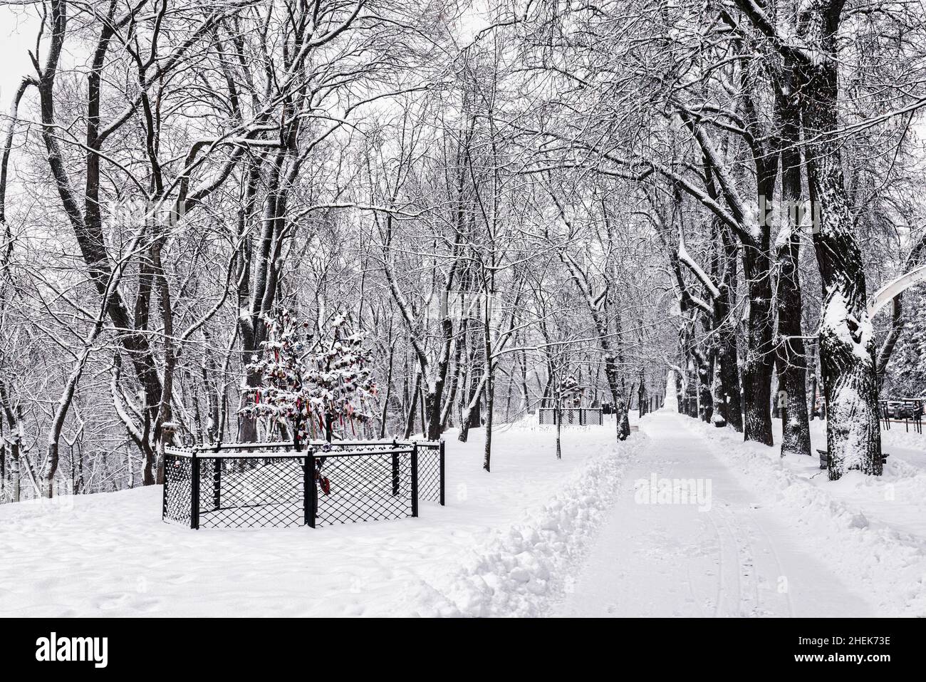 Winter park with trees, cameoes and pavement covered with snow after a ...