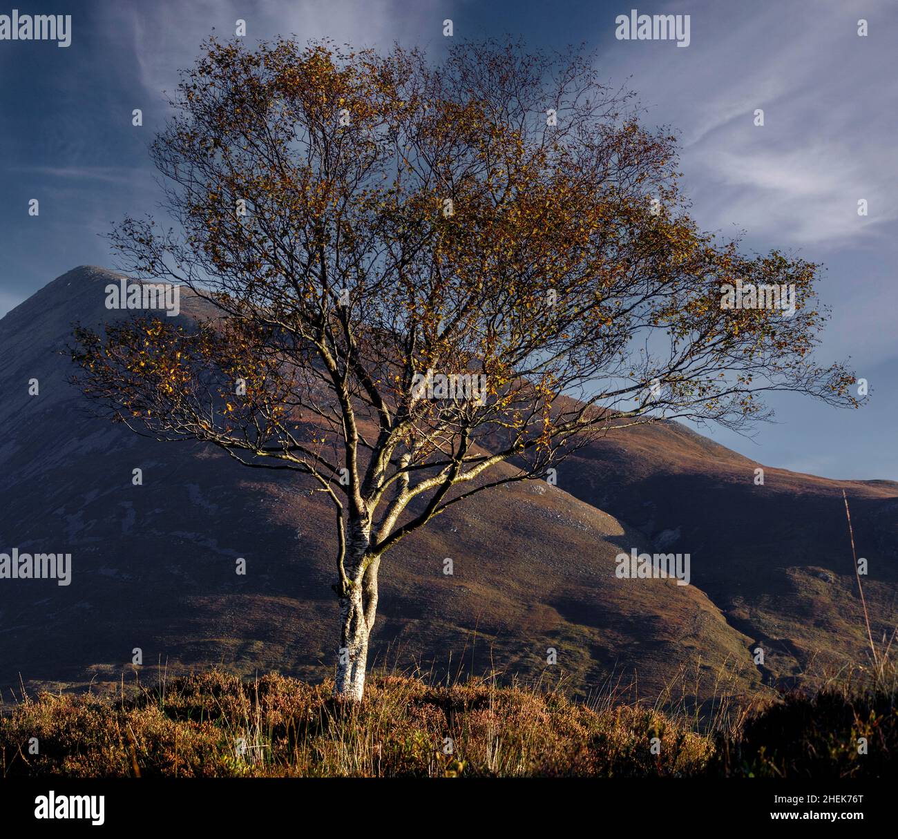 Lone Tree, Isle of Skye, Scotland Stock Photo - Alamy