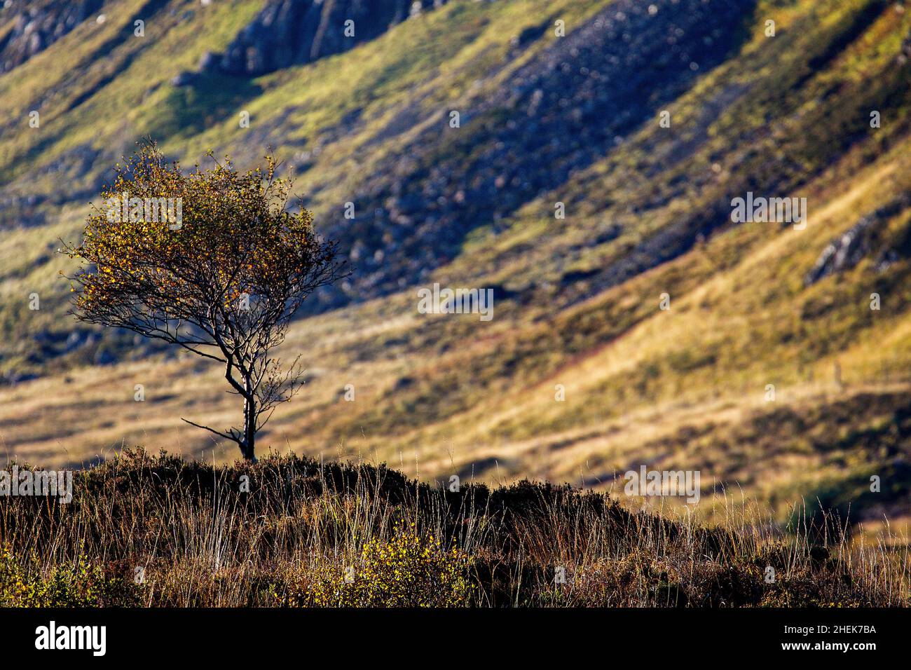 Lone Tree, Scotland Stock Photo - Alamy