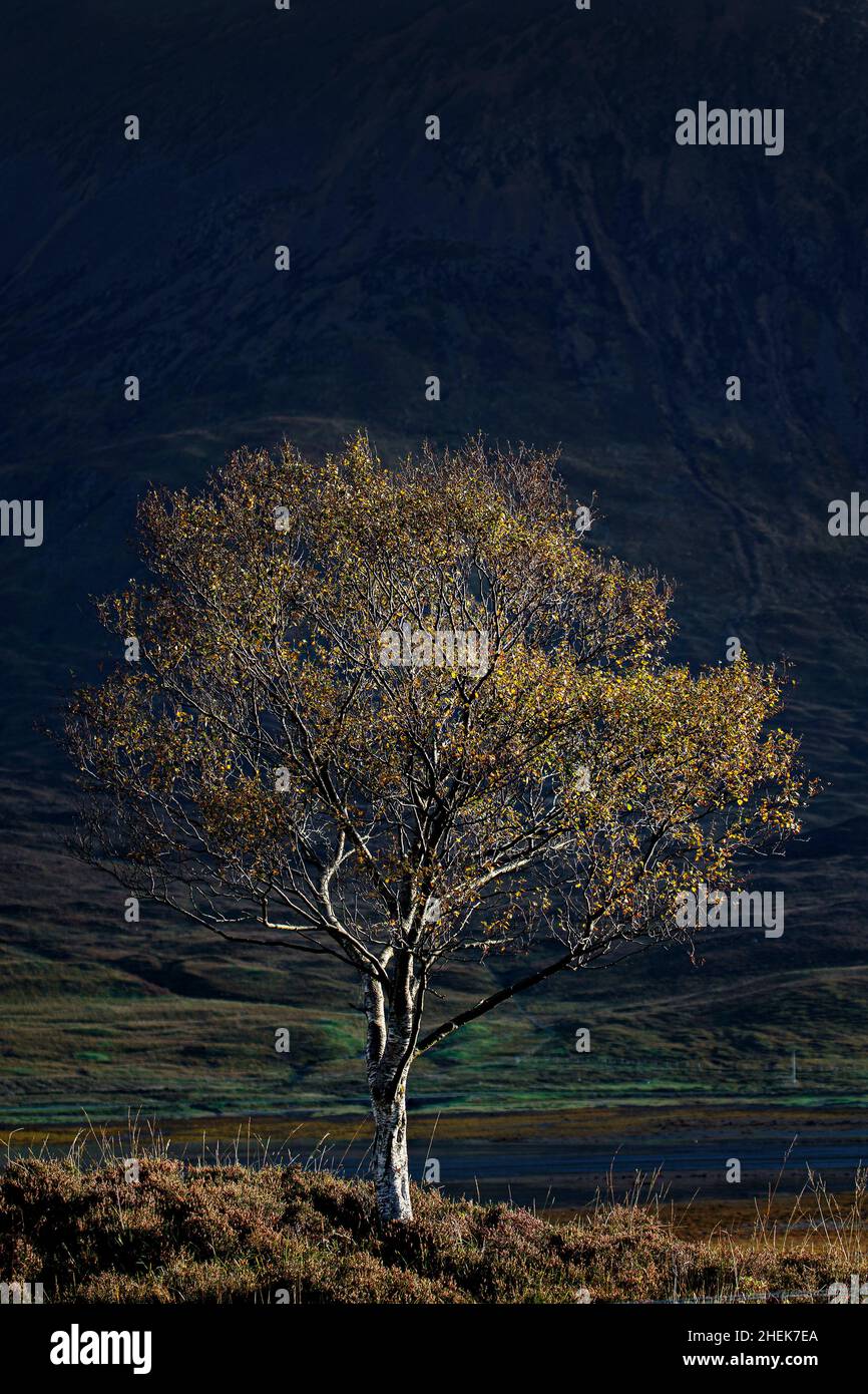 Lone tree scottish highlands skye hi-res stock photography and images ...