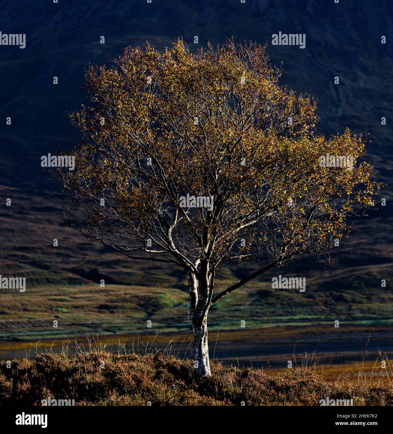 Lone tree scottish highlands skye hi-res stock photography and images ...