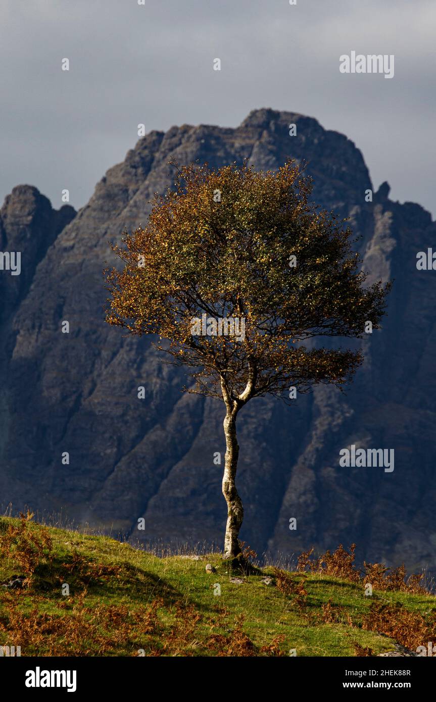 Lone Tree, Isle of Skye, Scotland Stock Photo - Alamy