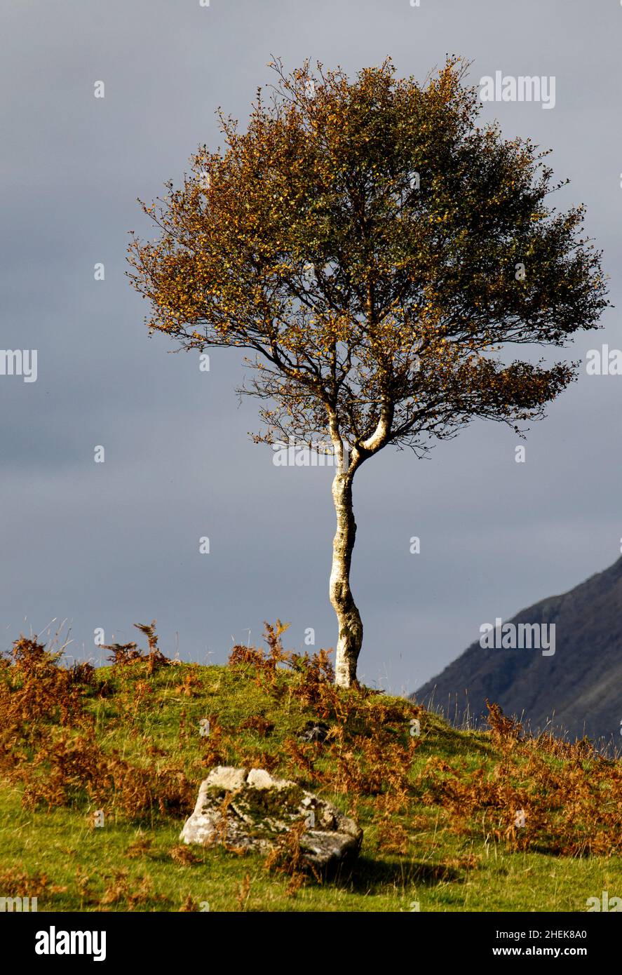 Lone Tree, Isle of Skye, Scotland Stock Photo - Alamy