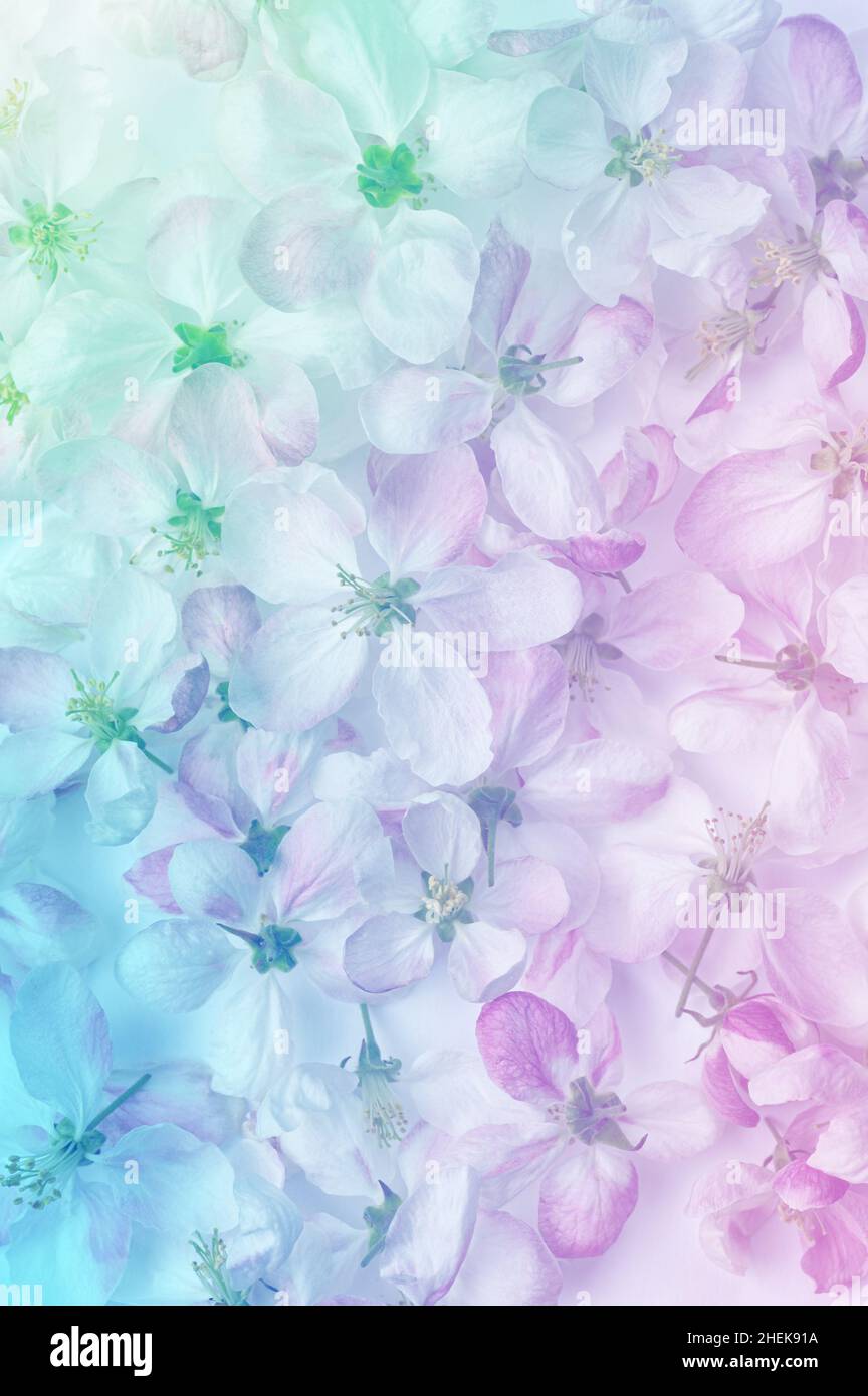 Beautiful spring gradient background hi-res stock photography and ...