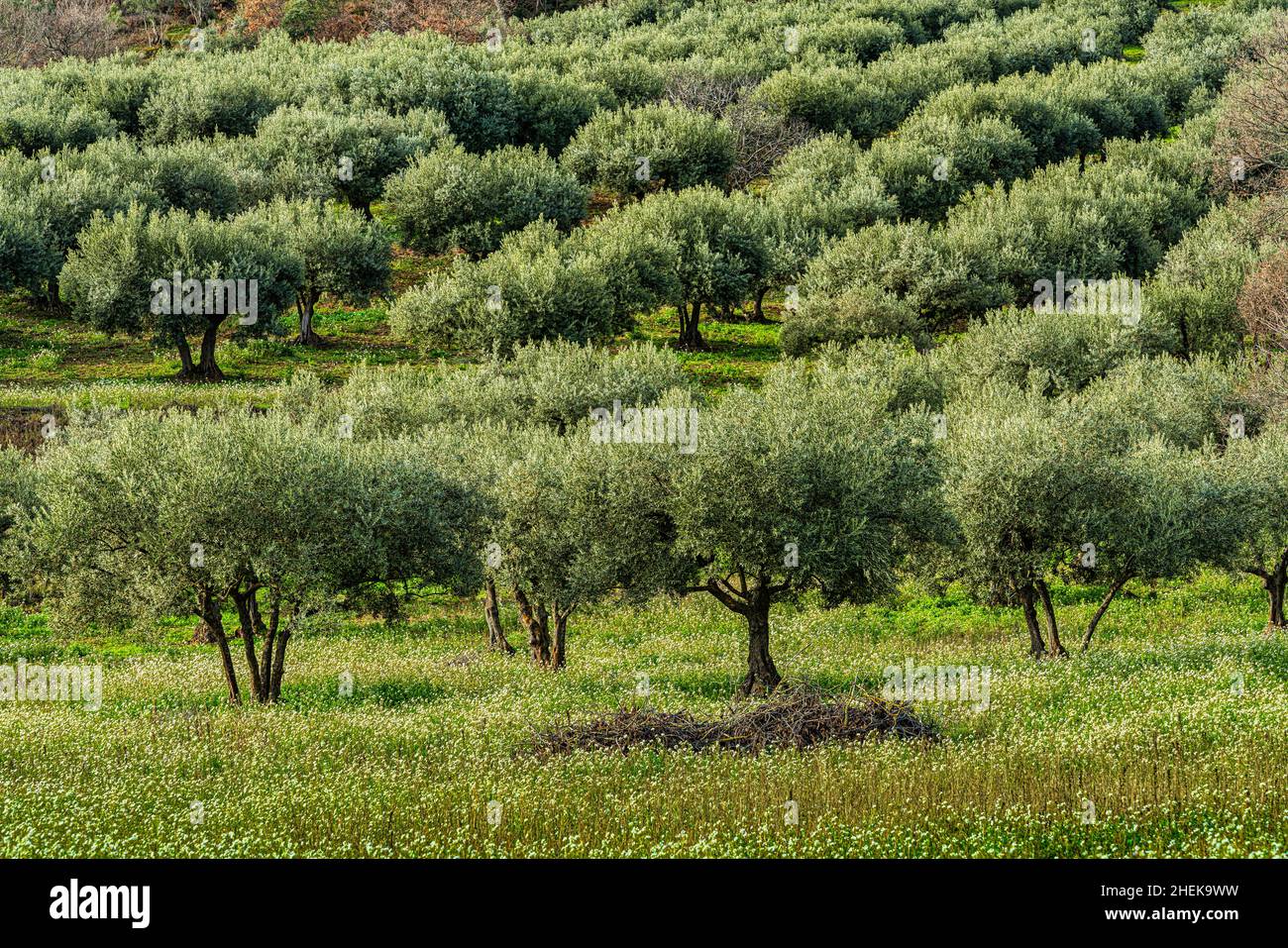 Olive grove hi-res stock photography and images - Alamy