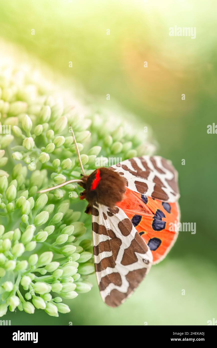 Arctia caja, Garden Tiger Moth on Sedum Norfolk UK Stock Photo - Alamy