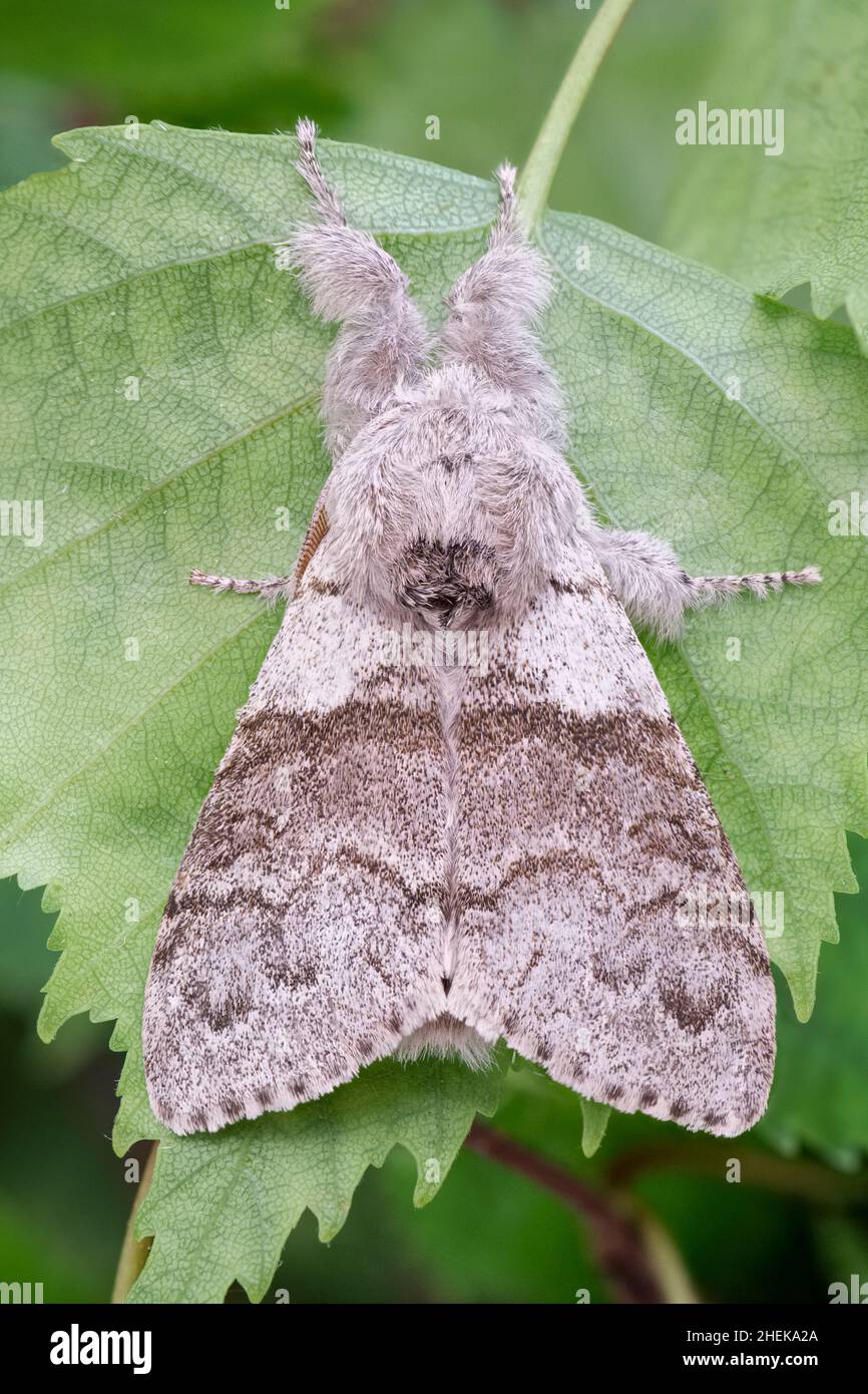 Calliteara pudibunda, Pale Tussock Moth Norfolk UK Stock Photo - Alamy